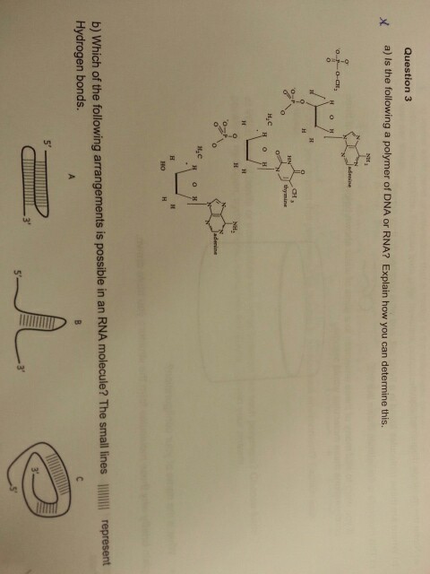 Solved Question 3 x a) is the following a polymer of DNA or | Chegg.com