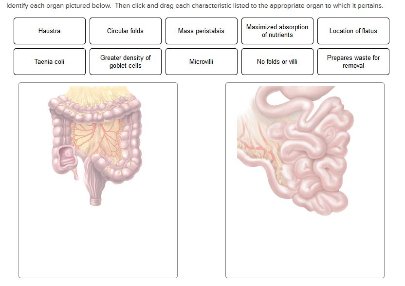 Solved Identify each organ pictured below. Then click and | Chegg.com
