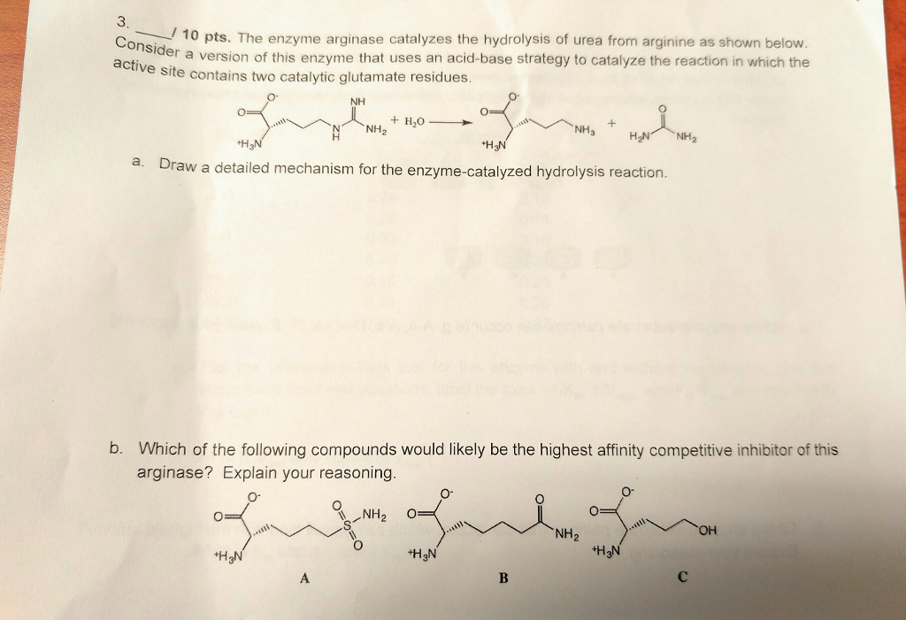 Solved The Enzyme Arginase The Hydrolysis Of Urea From