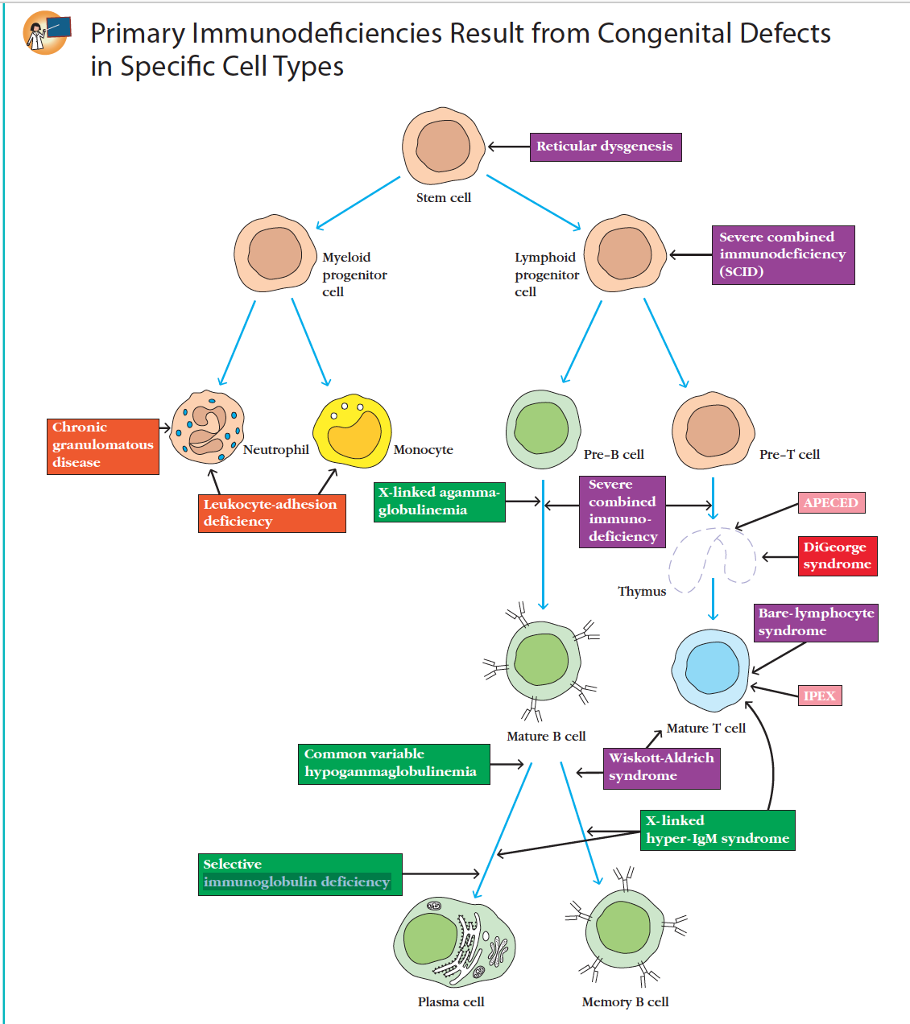 Solved Figure 18-2 in Kuby Immunology depicts a number of | Chegg.com