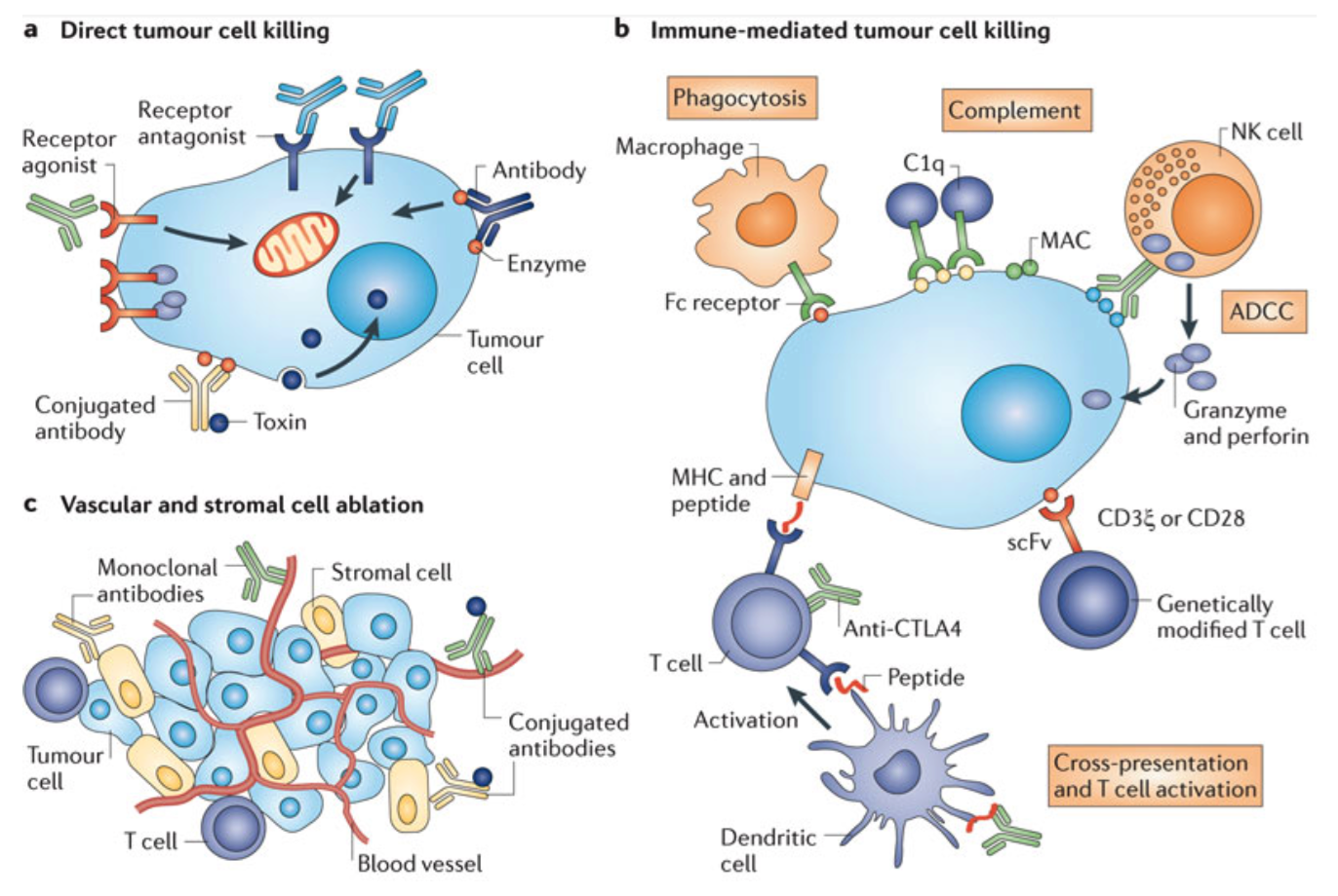 Solved a) Direct tumor cell killing can be elicited by | Chegg.com