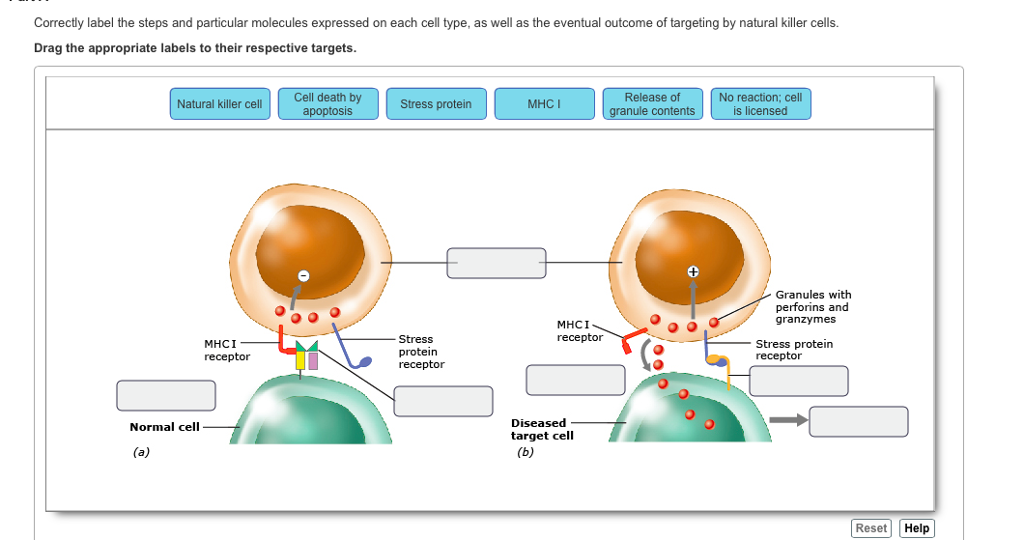 Solved Correctly label the steps and particular molecules | Chegg.com