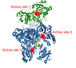 Solved Carbamoyl phosphate synthetase (CPS) synthesizes | Chegg.com