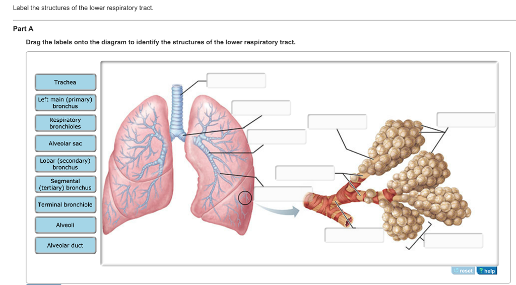 Biology Archive February 13 2017 Chegg