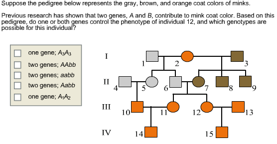 Solved Suppose the pedigree below represents the gray, | Chegg.com