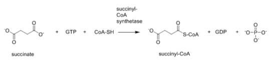 Solved When succinyl-CoA synthetase was first discovered, | Chegg.com