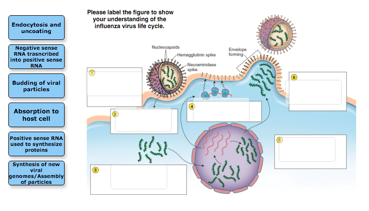 Solved Please label the figure to show your understanding of | Chegg.com