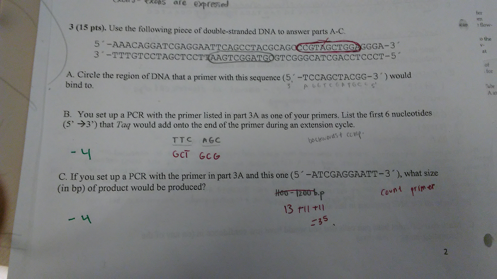 Solved Use the following piece of double-stranded DNA to | Chegg.com