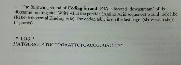 Solved The following strand of Coding Strand DNA is located | Chegg.com