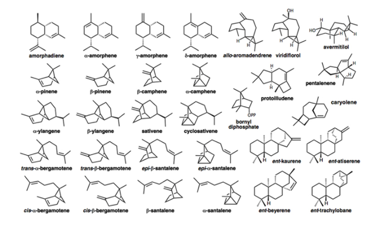 Solved For the following three compounds, identify the | Chegg.com