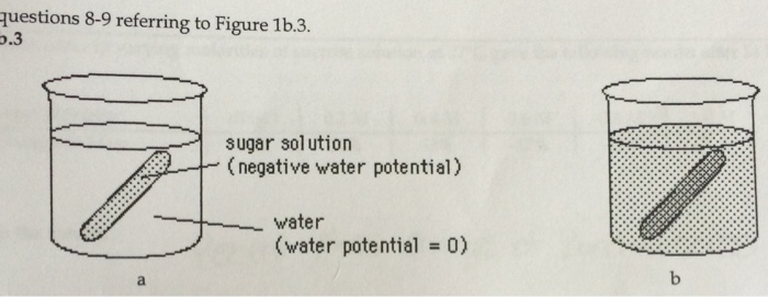 Solved In figure 1b.3a is solute potential greater inside or | Chegg.com