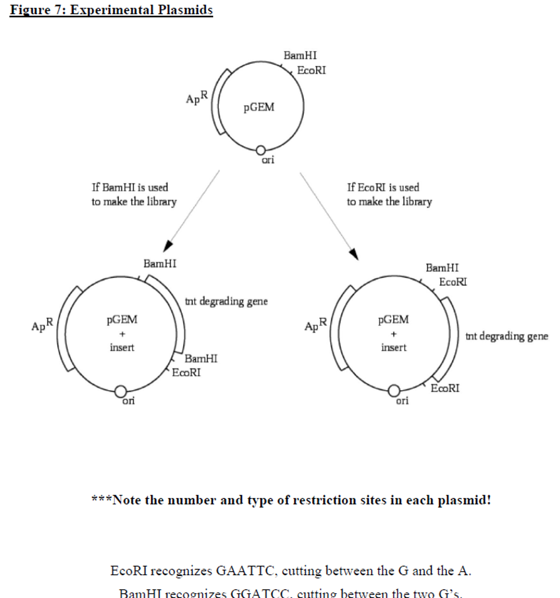 Solved Figure 7: Experimental Plasmids BamHI EcoRI pGEM ori | Chegg.com Solved Figure 7: Experimental Plasmids BamHI EcoRI pGEM ori | Chegg.com