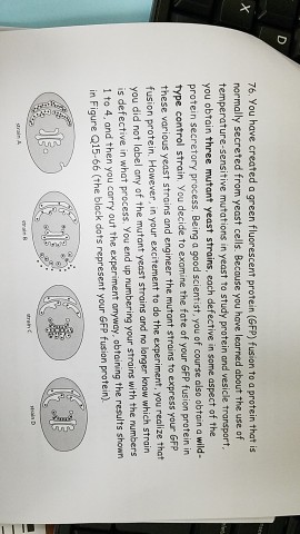 Solved c. Cistern, cis face and trans face d, cis face, | Chegg.com