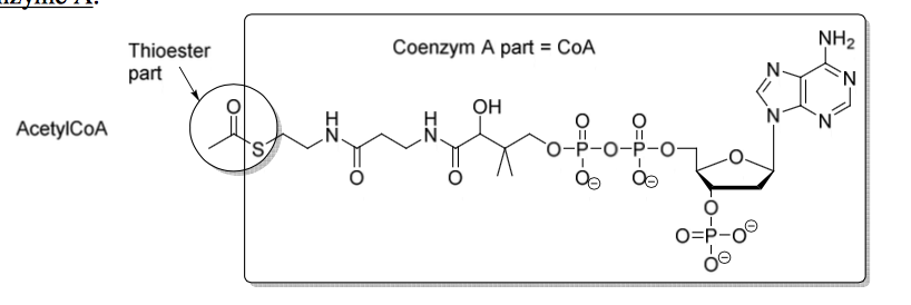 Solved Acetyl-CoA (= Acetyl Coenzym A, shown below) is a | Chegg.com