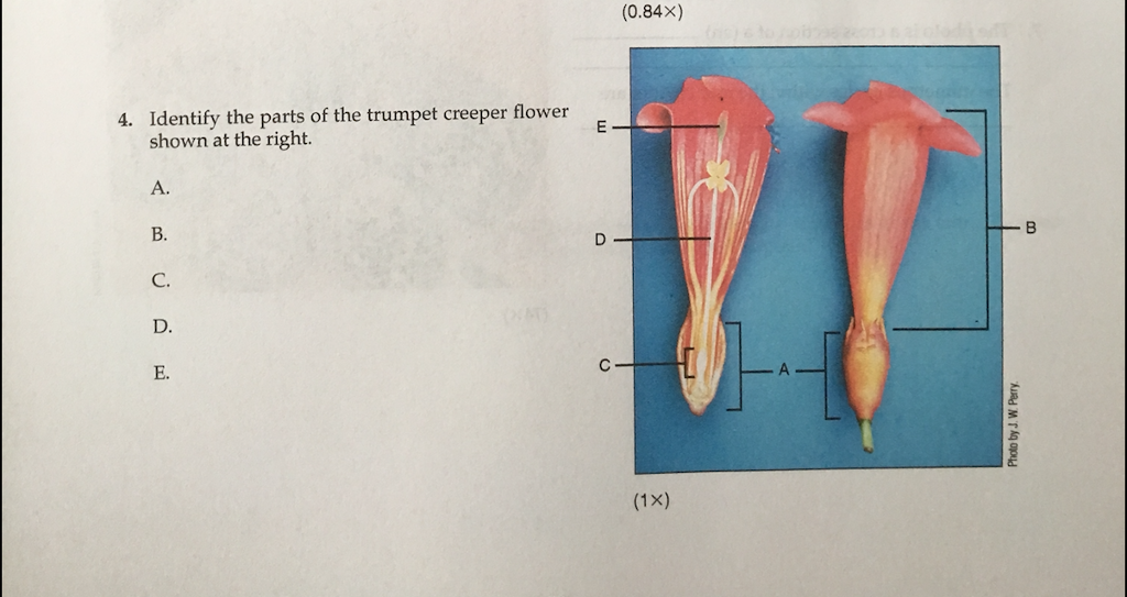 Solved (0.84x) 4. Identify the parts of the trumpet creeper | Chegg.com