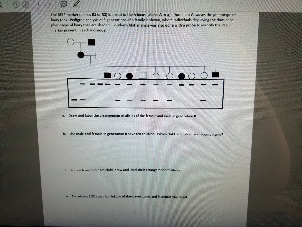 Solved The RFLP marker (alleles R1 or R2) is linked to the A | Chegg.com