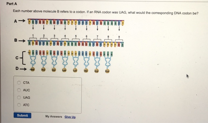 Solved Each number above molecule B refers to a codon. If an | Chegg.com