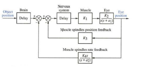 Solved A model for human eye movement consists of the | Chegg.com