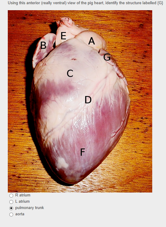 Solved Using this anterior (really ventral) view of the pig | Chegg.com