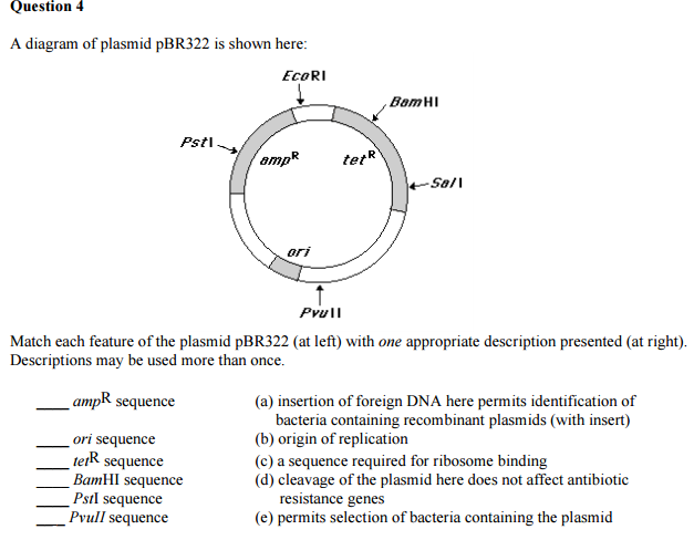 A diagram of plasmid pBR322 is shown here: Match | Chegg.com