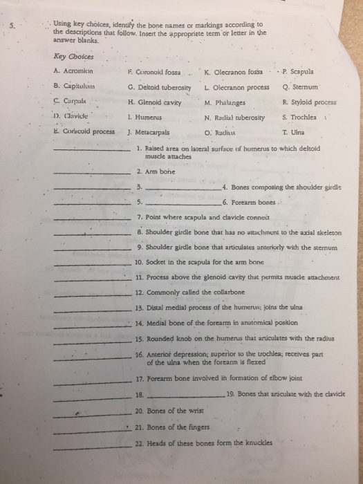 Solved Using key choices, identify the bone names or | Chegg.com