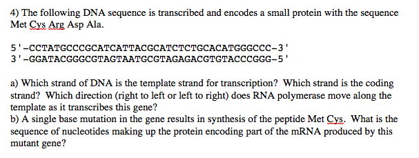 Solved The following DNA sequence is transcribed and encodes | Chegg.com