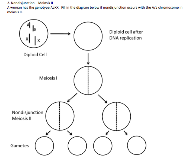 Nondisjunction Diagram