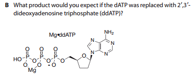 Solved What product would you expect if the dATP was | Chegg.com