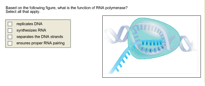 Solved DNA repair is necessary for normal gene function. | Chegg.com