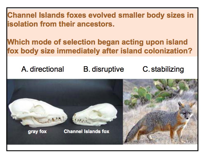 Channel Island Gray Fox