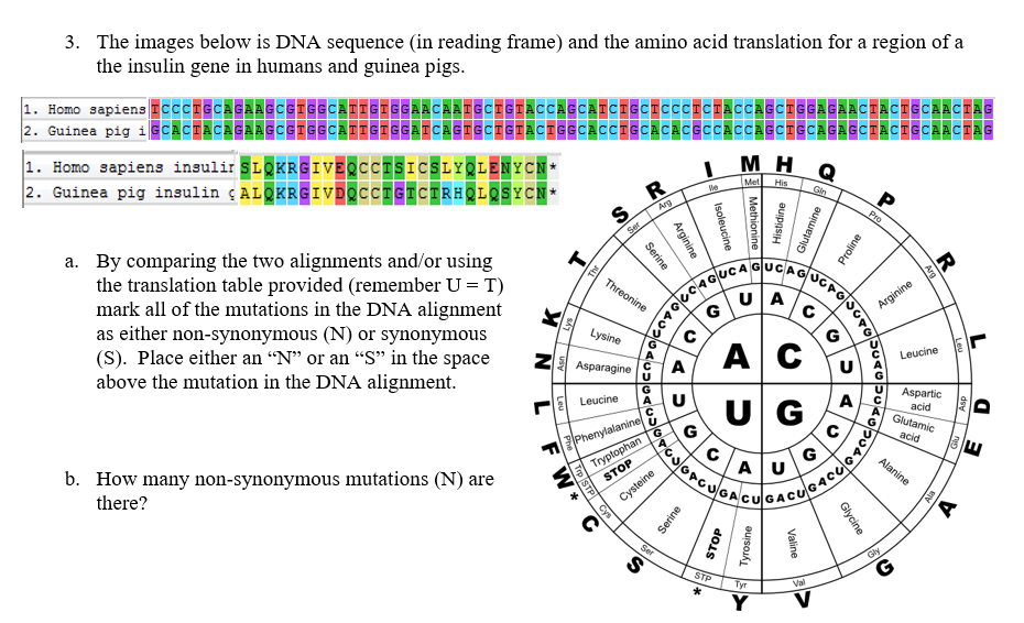 Solved 3. The images below is DNA sequence (in reading | Chegg.com