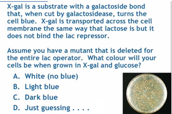 Solved X-gal is a substrate with a galactoside bond that, | Chegg.com