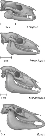 Mesohippus Skull