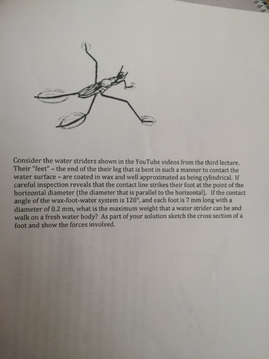 Solved Consider the water striders shown in the YouTube | Chegg.com