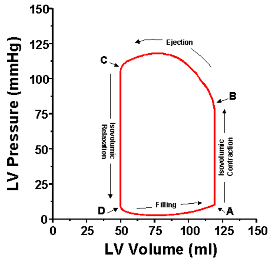 Solved PV Loop of Heart: What is the preload approximately | Chegg.com
