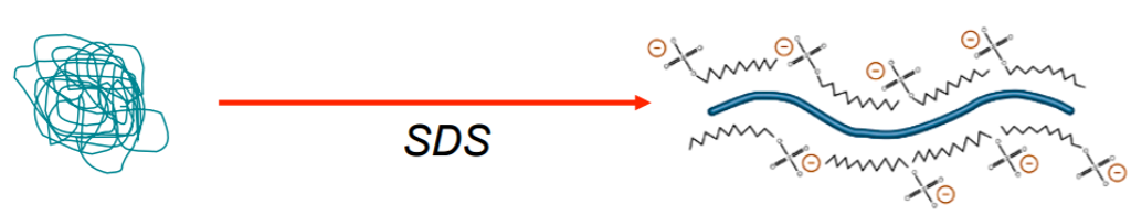 Solved The drawing above is of a folded protein being | Chegg.com