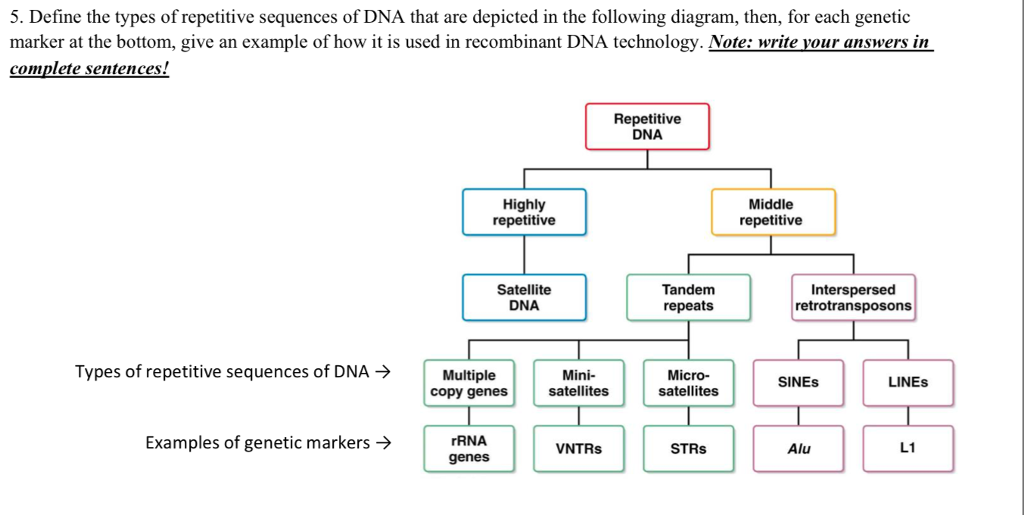Solved 5. Define the types of repetitive sequences of DNA | Chegg.com