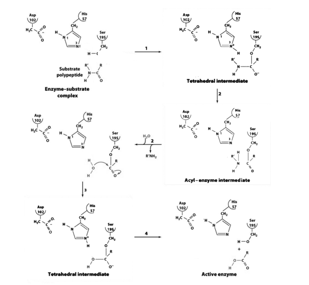 Solved His Asp 102 CH 195 CH Substrate polypeptide | Chegg.com