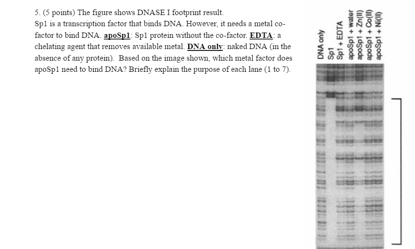 Solved The figure shows DNASE I footprint result. Sp1 is a | Chegg.com