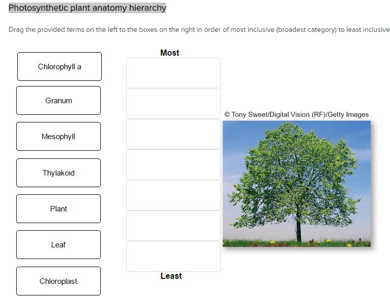 Solved Drag the provided terms on the left to the boxes on | Chegg.com