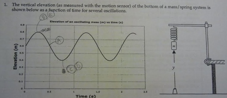 What is the equilibrium position of the bottom of | Chegg.com