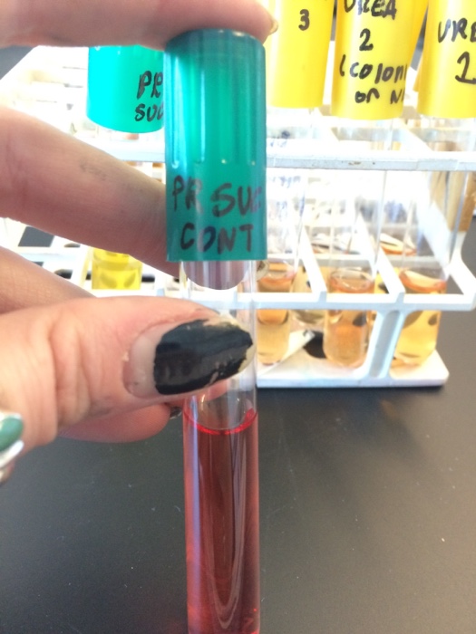 Solved PR Sucrose test result. The control is red and the | Chegg.com