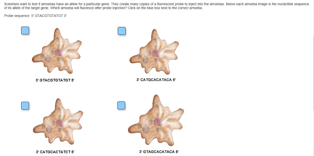 Solved Scientists want to test if amoebas have an allele for | Chegg.com