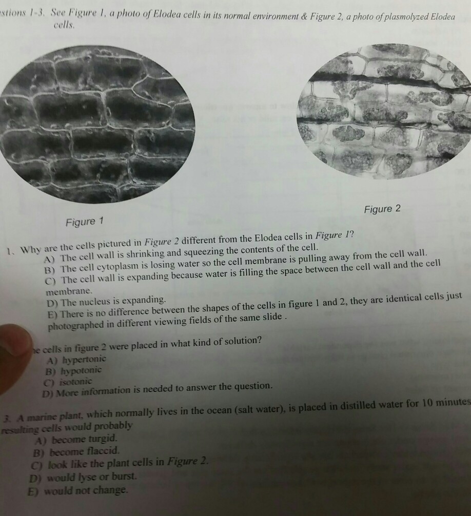 Solved A photo of Elodea cells in its normal environment & | Chegg.com