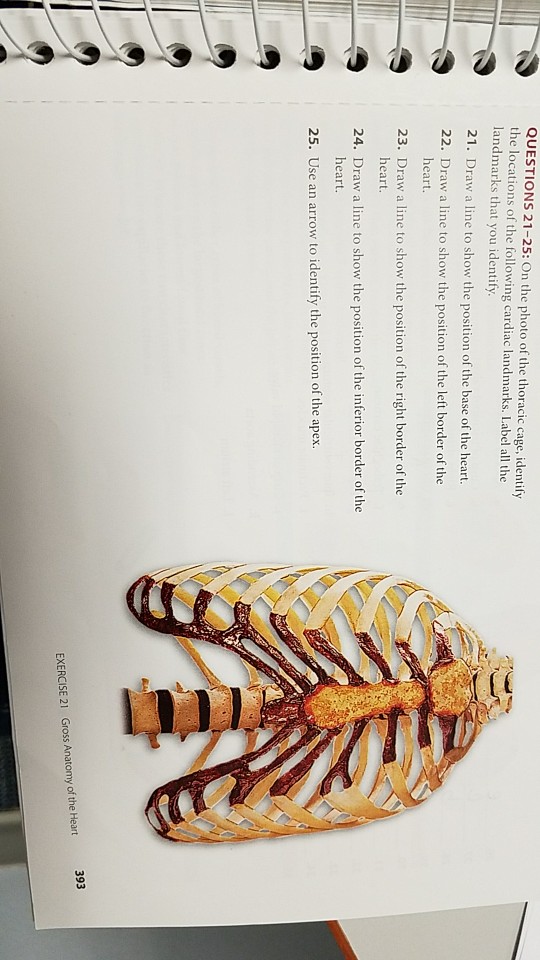 Solved QUESTIONS 21-25: On the photo of the thoracic cage, | Chegg.com