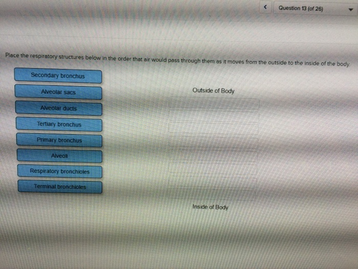 Solved Place the respiratory struct-ires below m the order | Chegg.com