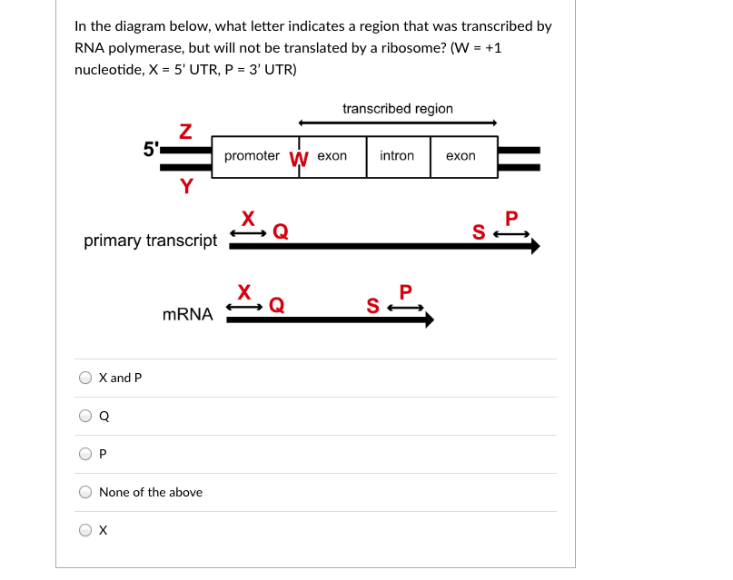Solved DQuestion 3 0.5 pts On the diagram below, RNA | Chegg.com