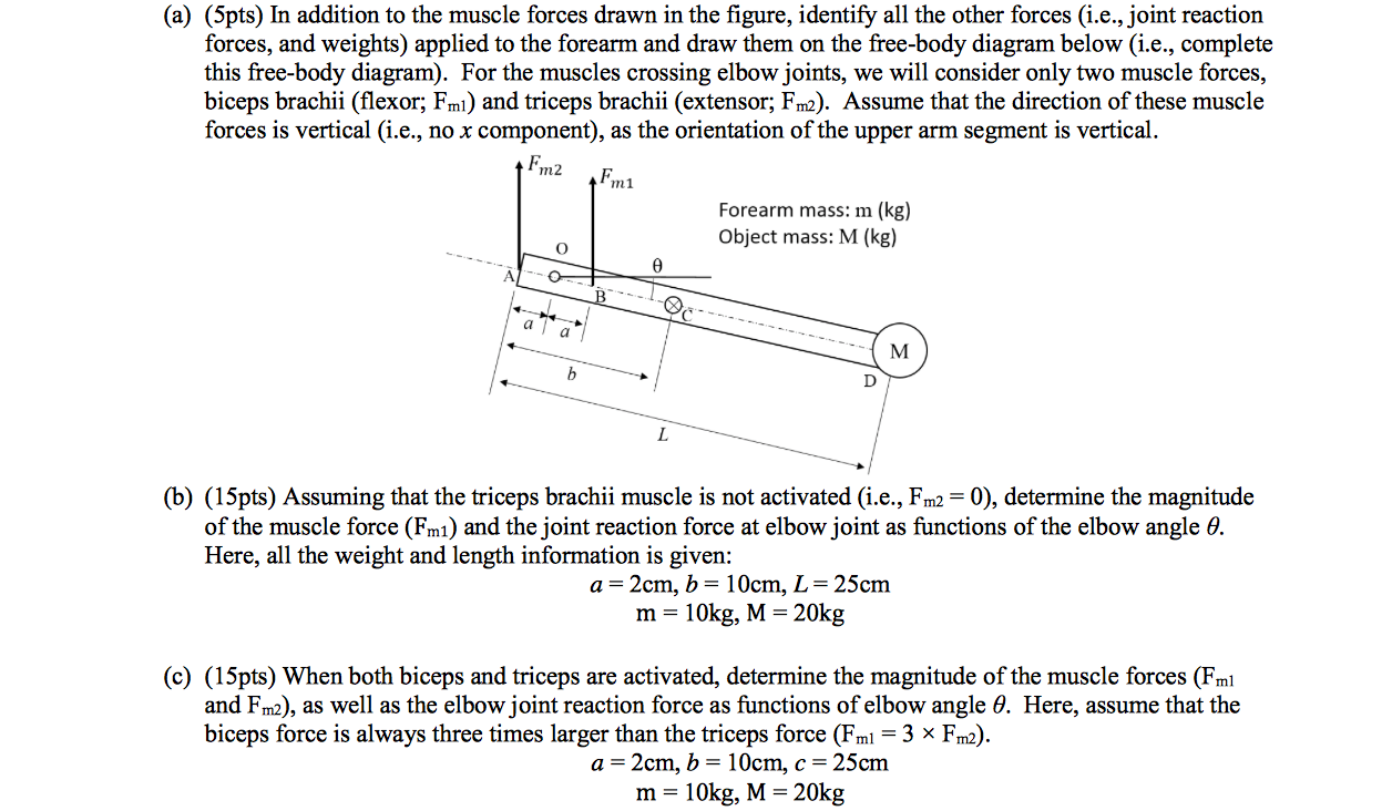 Solved In addition to the muscle forces drawn in the figure, | Chegg.com