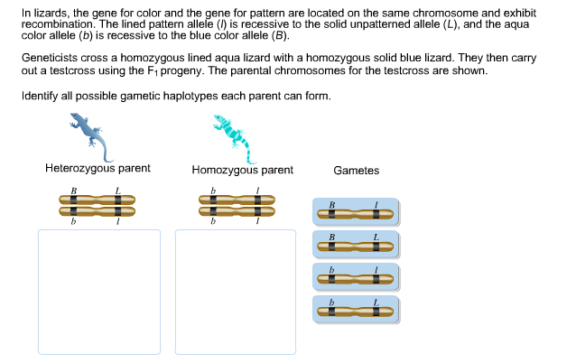 Solved In lizards, the gene for color and the gene for | Chegg.com
