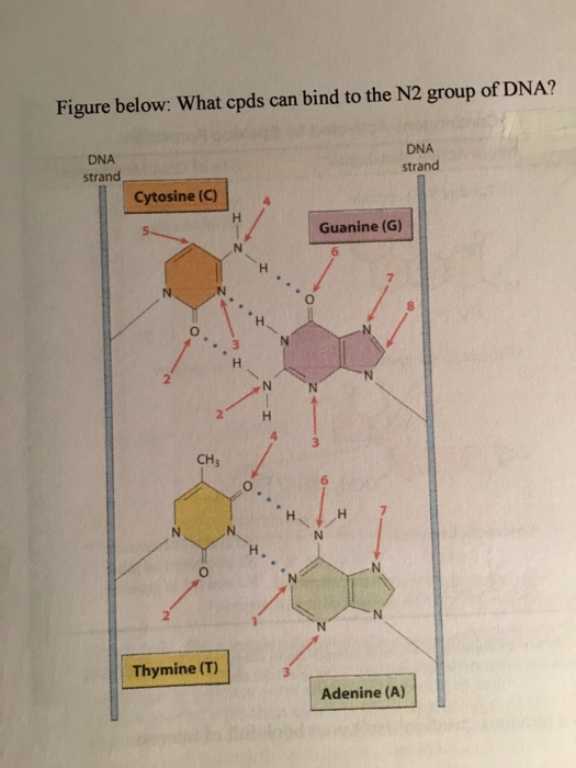 Solved What cpds can bind to the N2 group of DNA? | Chegg.com